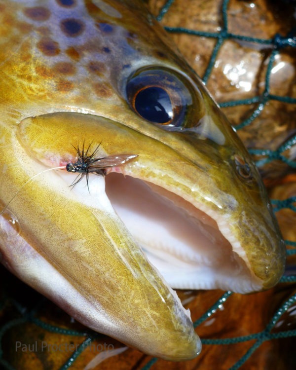 Trout Flies: What to Tie & Buy (Special Modern & Traditional Patterns)