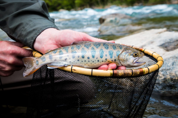 Tenkara Fishing: Your Complete Guide to Everything