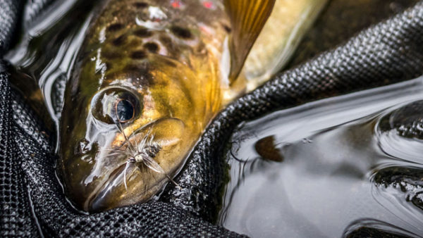 Make Wet Flies Great Again: Stiff Hackles in Devon Ep1